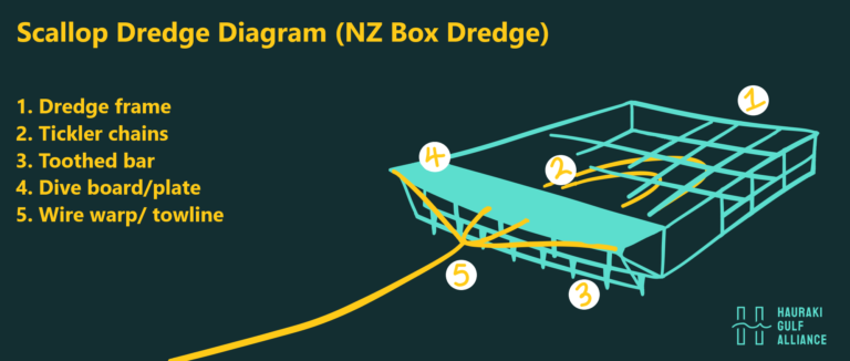 What is scallop dredging? – Hauraki Gulf Alliance