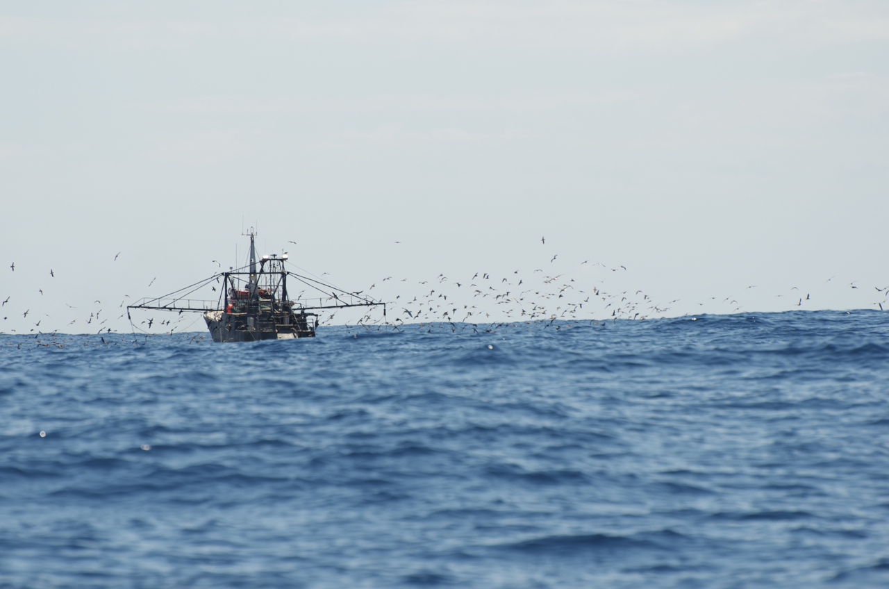 History of bottom trawling in the Hauraki Gulf Marine Park area ...